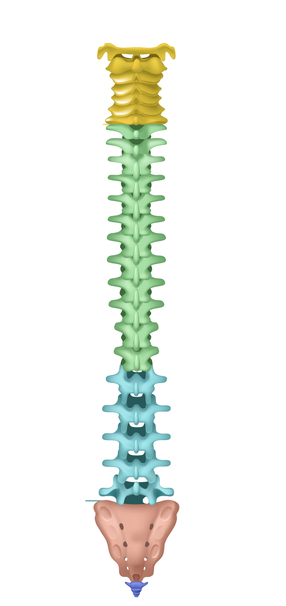 Esqueleto Axial - Anatomía Interactiva